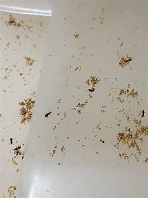 What Insect Is This In My Dry Cat Food Rwhatisthis