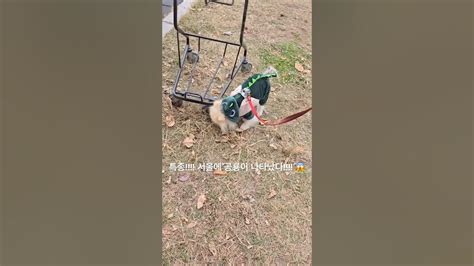 공룡 몽이 ️ 귀여운 공룡 둘리 강아지 댕댕이 멍멍이 포메라니안 Youtube