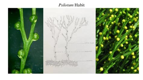 Life Cycle Of Psilotum Structure And Reproduction