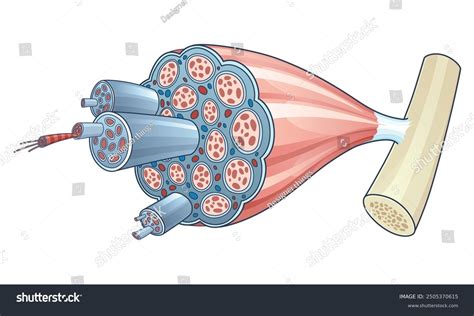Skeletal Muscle Anatomy Outline Diagram Structure Stock Vector Royalty