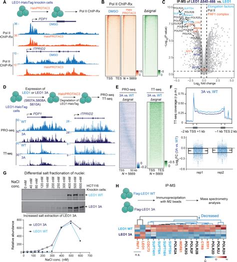 Cdk12 And Integrator Pp2a Complex Modulates Leo1 Phosphorylation For Processive Transcription