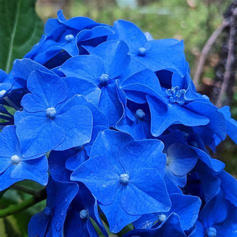 Weeds Of Melbourne Compiling A Visual Glossary Of The Weedy Heritage