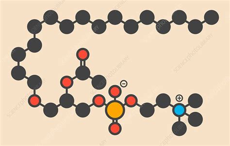Platelet Activating Factor Molecule Stock Image F0166345 Science Photo Library