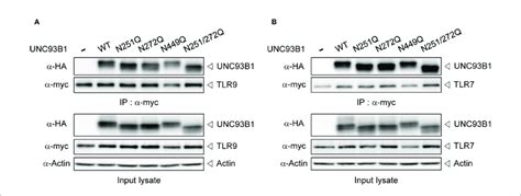 Interaction Between Unc93b1 And Nucleotide Sensing Tlrs Is Not Download Scientific Diagram