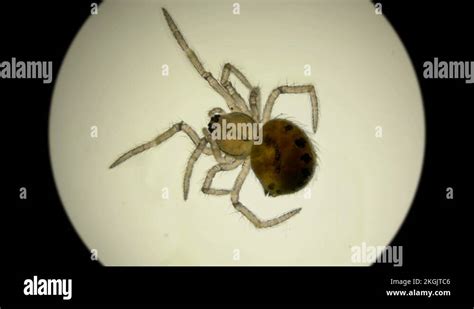Spider Silk Microscope Stock Videos And Footage Hd And 4k Video Clips