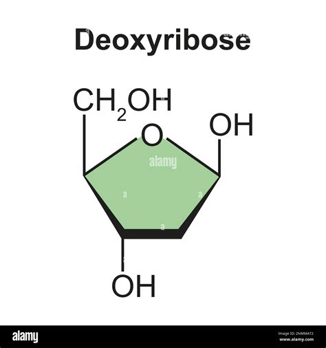 Phosphate Ribose Deoxyribose Purine Pyrimidine