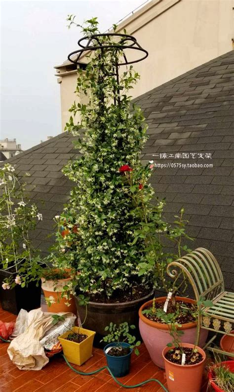 欧式伞型花架铁线莲支架月季专用支架植物爬藤架适合地栽造型 虎窝淘