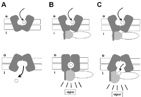 Schematic Presentation Of Two Models Of Nutrient Sensing By Glucose And Download Scientific