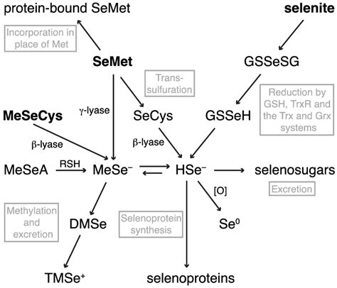 An Overview Of The Metabolism Of The Dietary Selenium Compounds