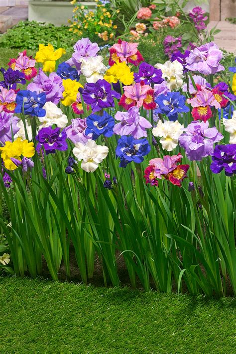 Siberian Iris