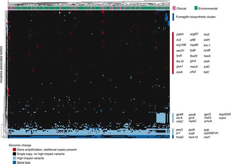 Genomic Variation Among Known A Fumigatus Virulence Associated Download Scientific Diagram