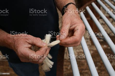 오랜 시간 양 농부의 경험이 하드 손을 착용 그의 시골 빅토리아 호주에서 자신의 농장에 자신의 전단 창고에서 갓 가시 양모를