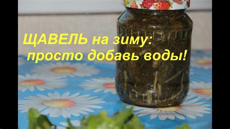 ЩАВЕЛЬ на зиму просто добавь воды Youtube