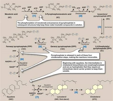 Cholesterol Biosynthesis MEDCHROME