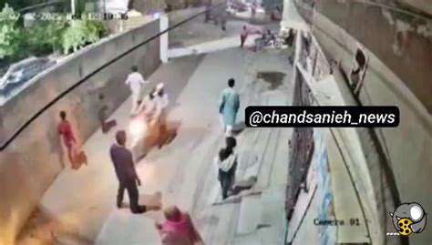 شیر فراری زن و بچه پاکستانی را زخمی کرد فیلو