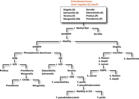 Microbiology Bacteria Table