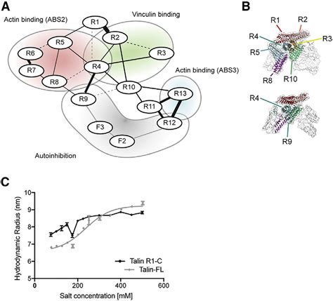 Interdomain Interactions Of Talin A Map Of Talin Interdomain Download Scientific Diagram