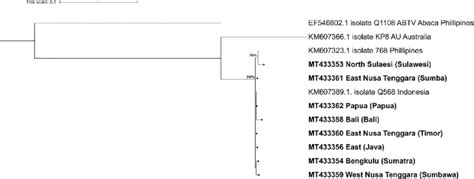 Phylogenetic Analysis Based On Nucleotide Sequence Of Dna N Component Download Scientific