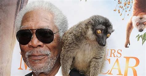 This Is A Common Brown Lemur Sitting On Random Guy Imgur