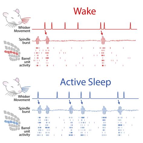 Self Generated Whisker Movements Drive State Dependent Sensory Input To Developing Barrel Cortex