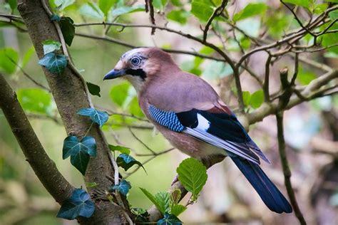 Jay Bird Ornithology Free Photo On Pixabay Pixabay