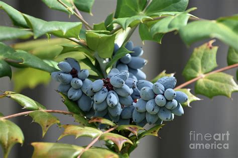 Juicy Berries On An Ornamental Mahonia Shrub Photograph By Dejavu
