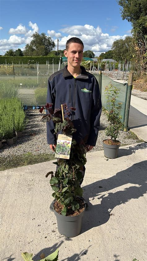 Corylus Red Majestic 12 Litre Pot 80 100cm Tall Grasslands