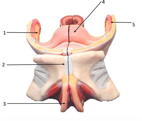 Chapter 27 Lab Identification Reproductive System Lab Model A