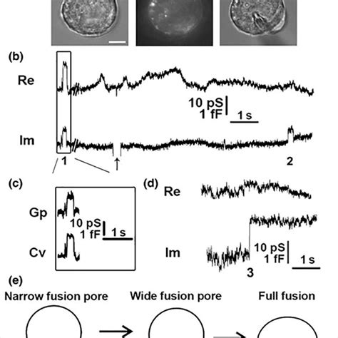 Cell Attached Membrane Capacitance Cm Measurements On Pituitary Download Scientific Diagram