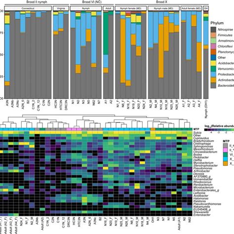 average bacterial community compositions stacked bar plot showing download scientific diagram