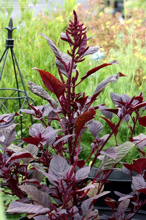 Plantfiles Pictures Amaranthus Mexican Grain Amaranth Princes Feather Purple Amaranth Red
