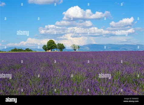 Lavender Field Plateau De Valensole Valensole Provence Region