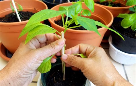 How To Stake Your Indoor Plants For Better Support Backyard Boss