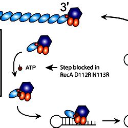 Model For Pol V Activation