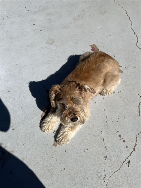 Very Rare Ginger Schnauzer Rschnauzers