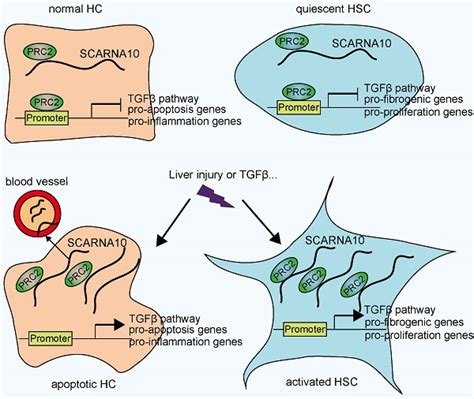 Scarna10 A Nuclear Retained Long Non Coding Rna Promotes Liver Fibrosis And Serves As A