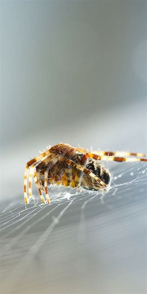 Обои на рабочий стол Животные Пауки Паук 309034 для ПК