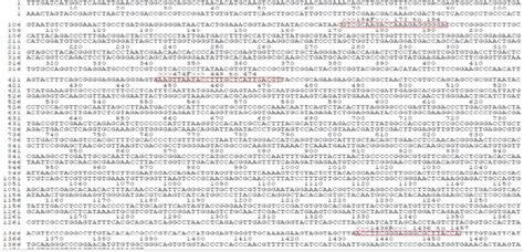 Primer Binding Variable Regions V2 V3 And V9 Of 16s Rrna Gene Of Download Scientific