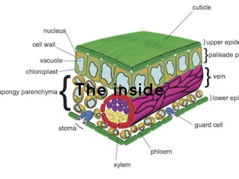 Copy Of What Is Inside A Leaf By Elaina De Santiago