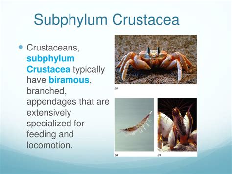 Ppt Crustaceans Powerpoint Presentation Free Download Id610201