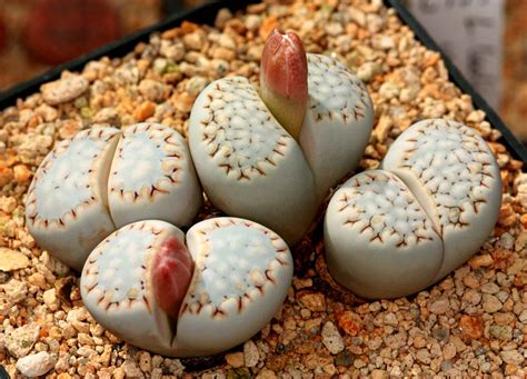 Lithops Julii 20 Seeds — Rareplant