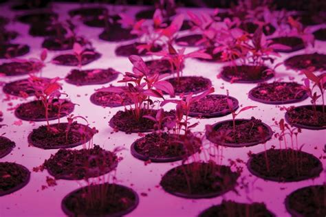 Led Lighting Technology In Controlled Environments Powerhouse Hydroponics