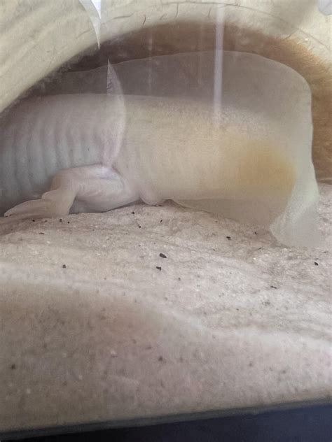 Can We Identify Sex R Axolotls