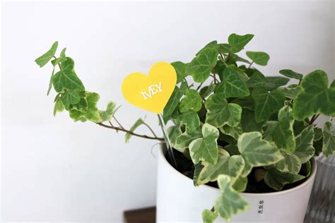 이니앤디 아이비🌿문샤인🌿그리고 Nangmanweek 의 핸드메이드 토퍼 화분픽 💛💚 노랑 초록