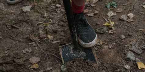 Moss Vs Grass Rethinking Your Lawn Choices