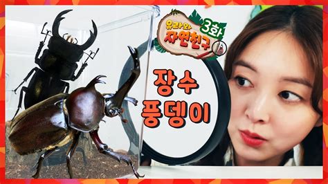 유라와 자연친구 03화 긴 뿔 싸움꾼 장수풍뎅이ㅣ장수풍뎅이 Vs 사슴벌레 누가 이길까 장수풍뎅이송 키즈송 유아 자연관찰