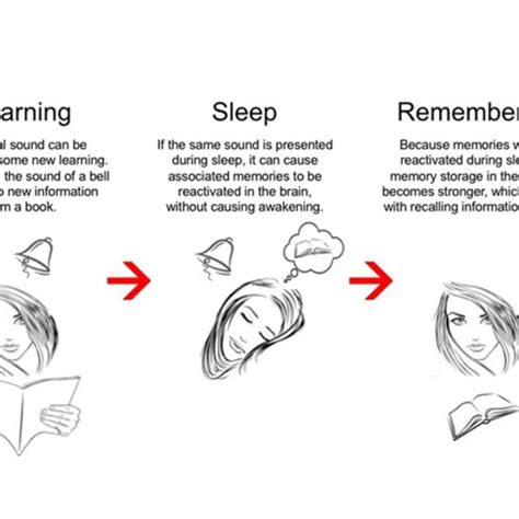 Pdf Promoting Memory Consolidation During Sleep A Meta Analysis Of Targeted Memory Reactivation