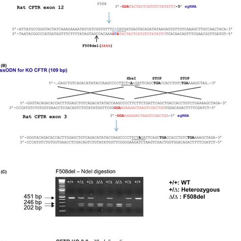 Crispr Strategy A For F508del Rats Single‐guide Rna Sgrna Was