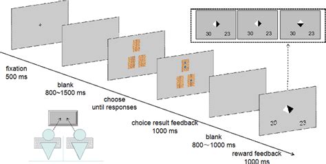 Experiment Procedure Two Participants Of The Same Sex Compete In A Download Scientific Diagram