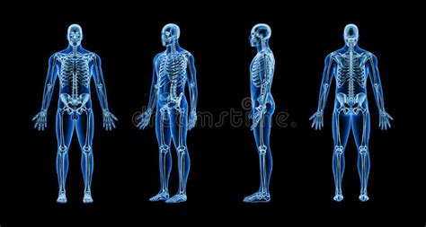 Accurate Xray Of Lateral Or Profile View Of Full Human Skeletal System With Adult Male Body
